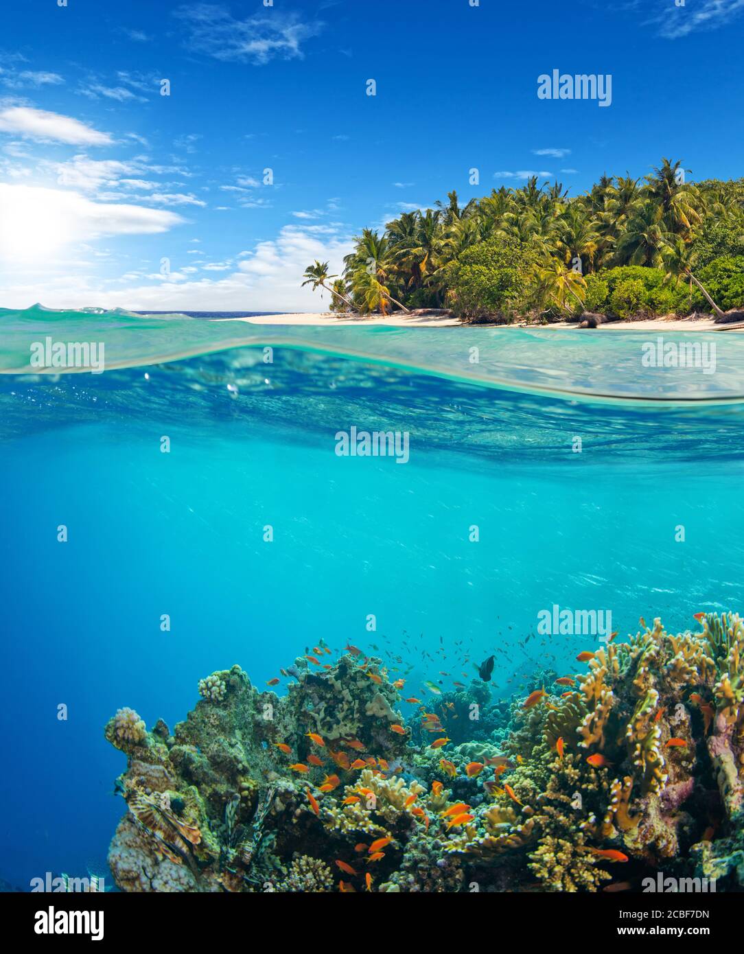 Exotic Life Underwater