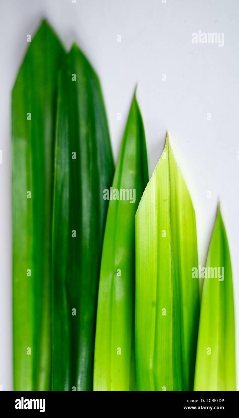 Fragrant pandan or Pandanus amaryllifolius on white background Stock ...