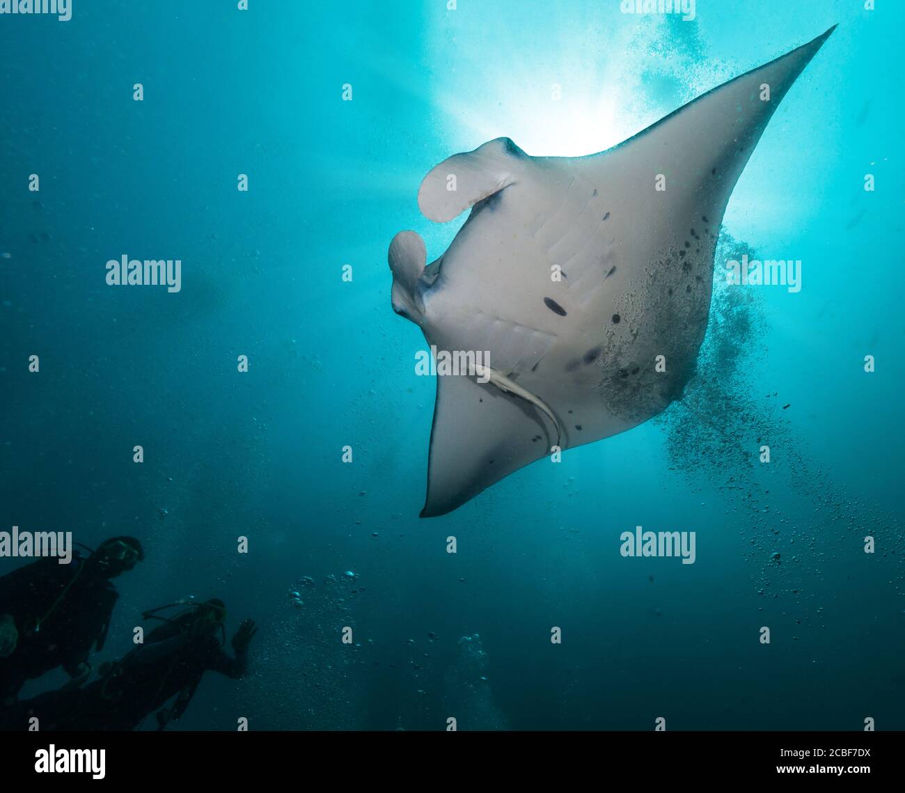 Giant manta ray with two divers silhouettes. Marine life, scuba diving ...