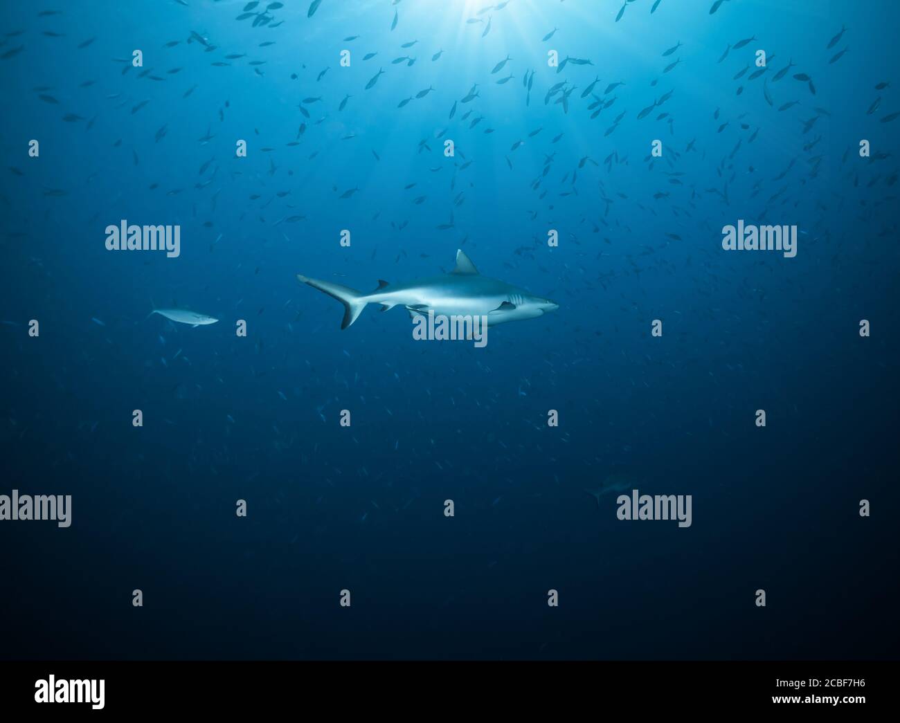 Big shark small fish hi-res stock photography and images - Alamy
