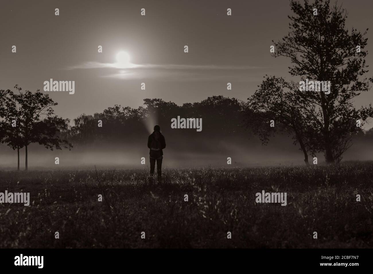 A person with a flashlight on a foggy meadow, with a flashlight in the ...