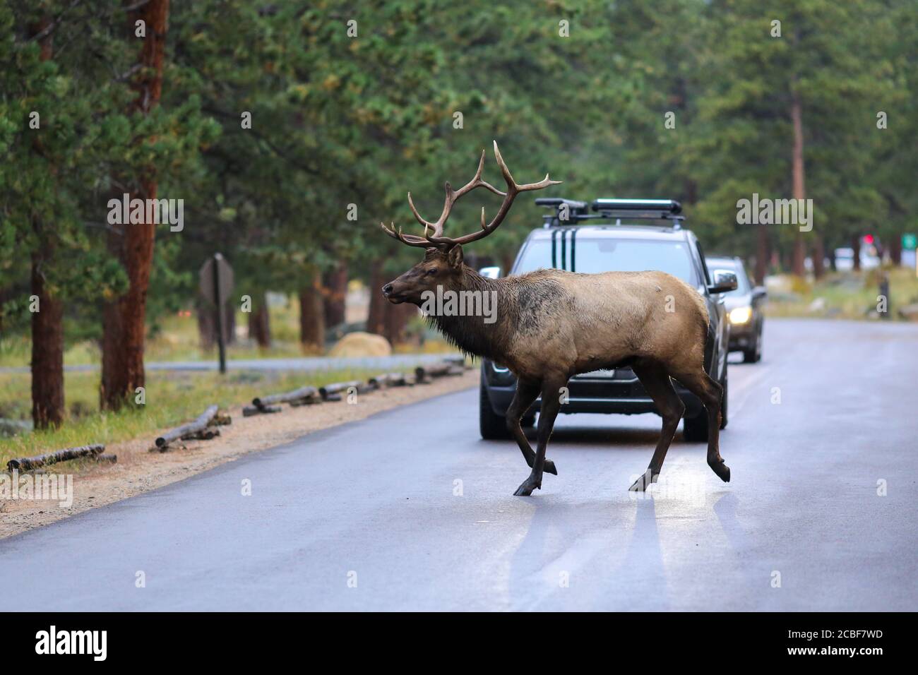 Elk crossing the road in Rocky Mountain National Park Stock Photo - Alamy