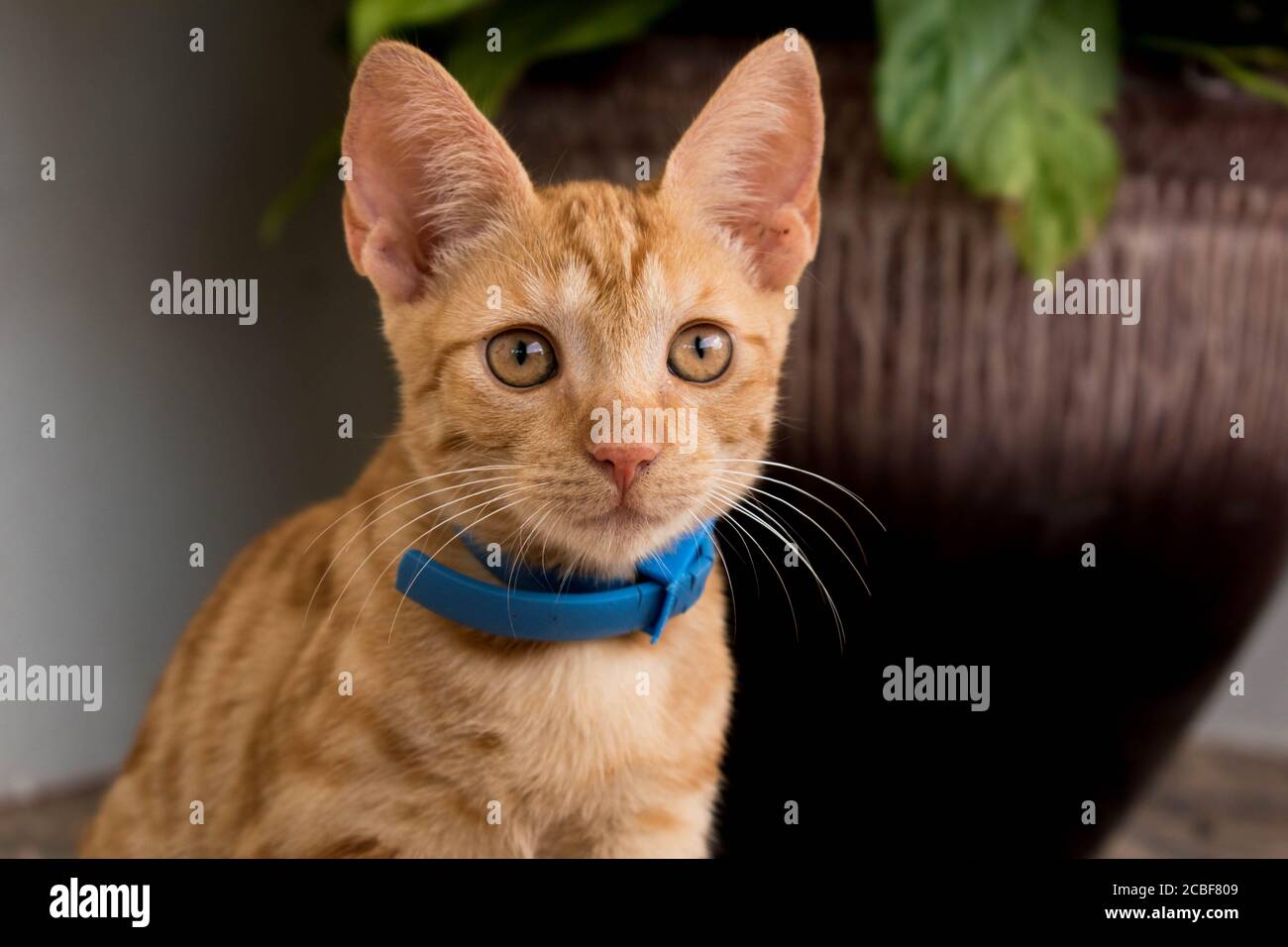 Cat sitting peacefully Stock Photo - Alamy