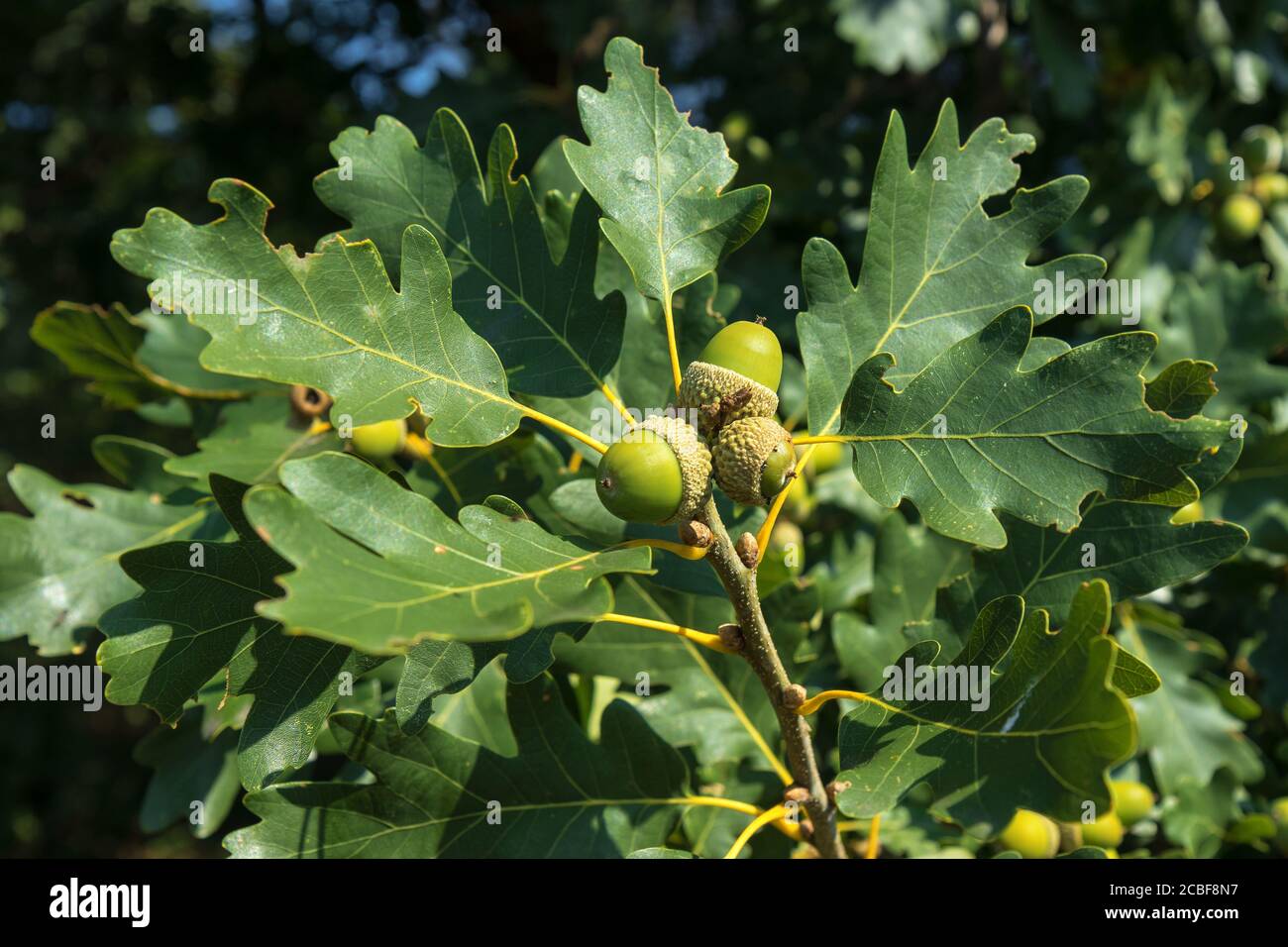 Oak twig with green leaves and acorns, oak trees in the forest Stock Photo - Alamy