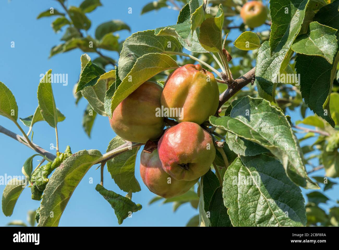 Apple tree in the garden Stock Photo - Alamy