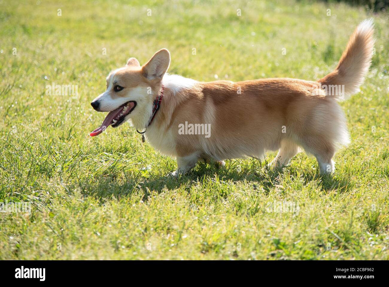 Can A Cane Corso And A Pembroke Welsh Corgi Be Friends