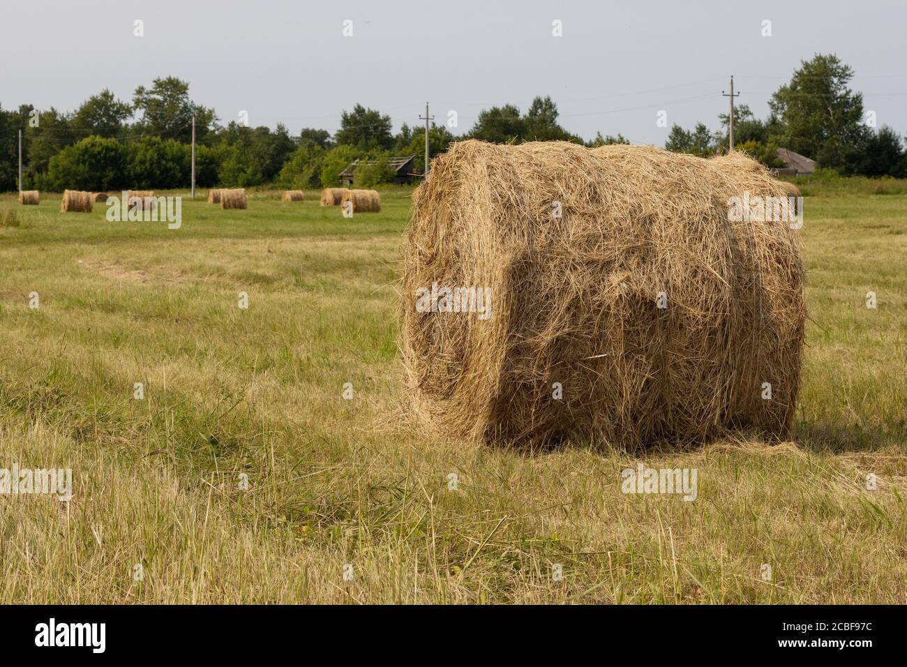 Rolled haystacks on an agricultural field. Landscape. Harvesting Stock ...