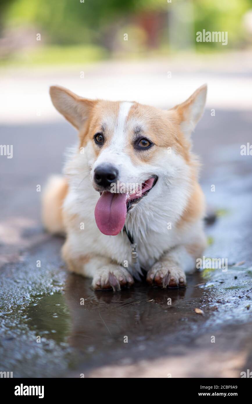 Corgi breed dog lies in a puddle Stock Photo - Alamy