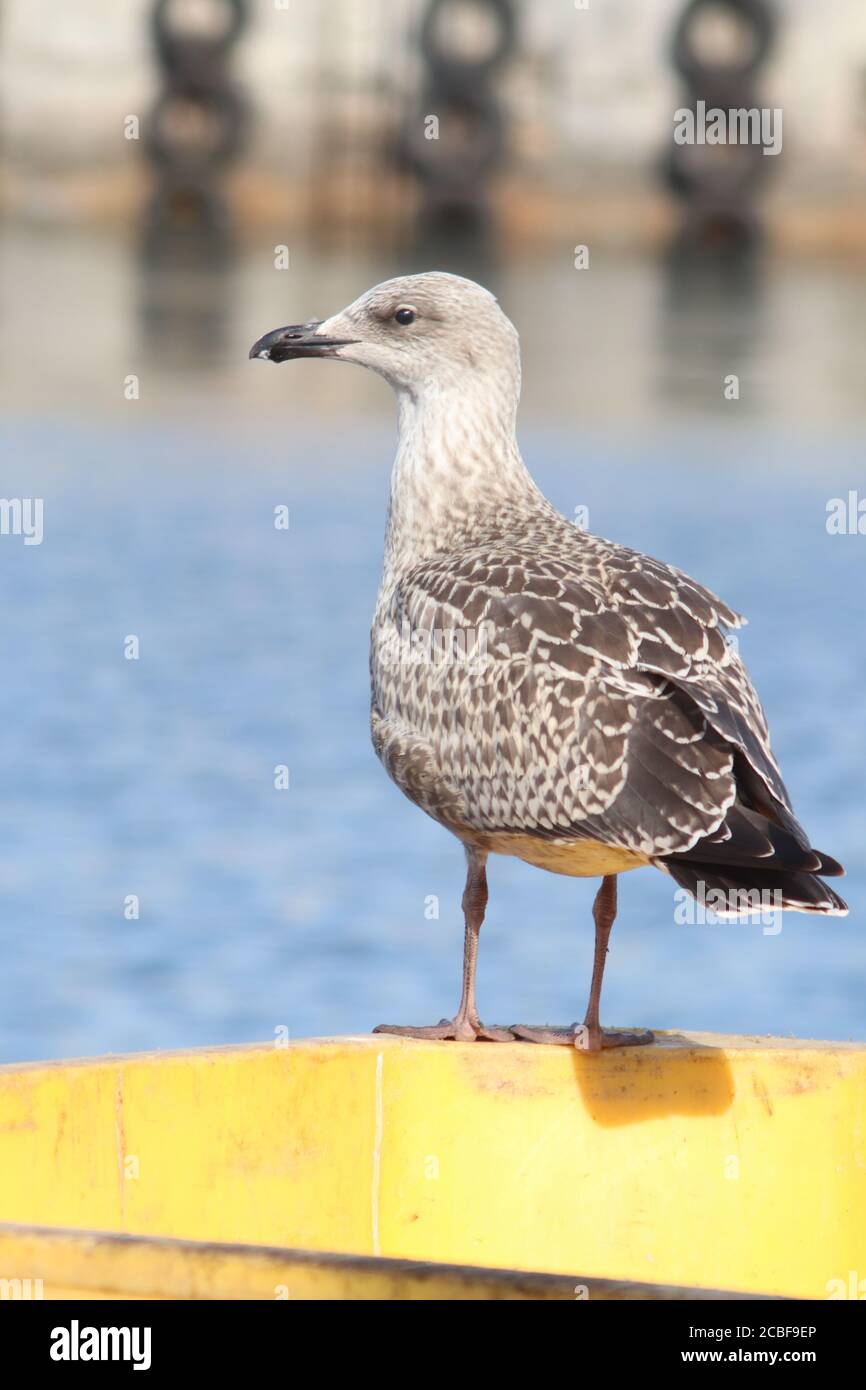 Boatless sea hi-res stock photography and images - Alamy