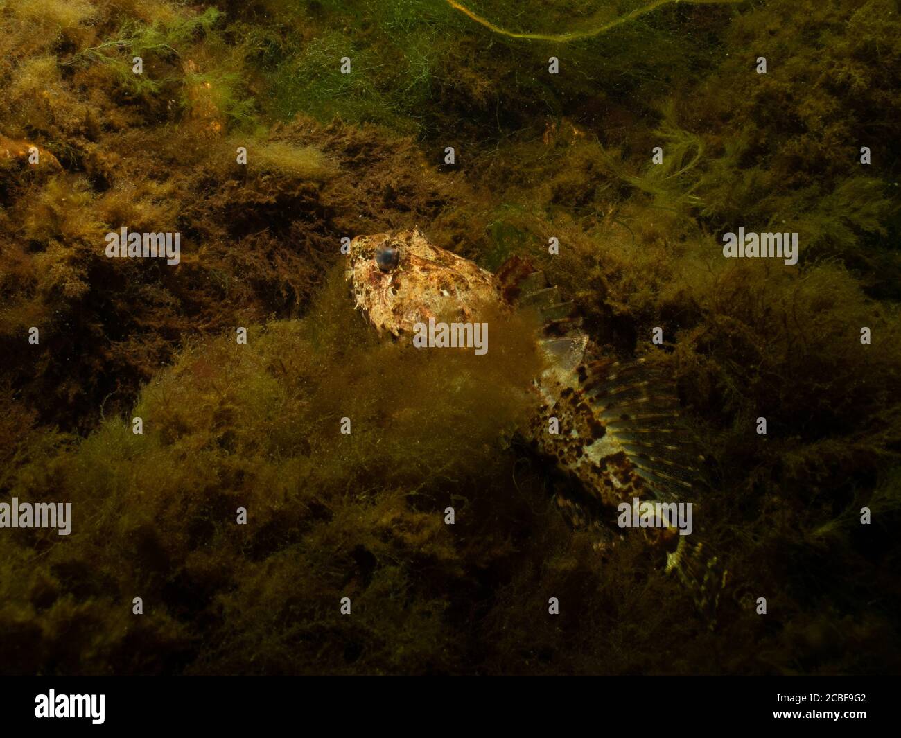 A closeup picture of a longspined bullhead, Taurulus bubalis, also ...