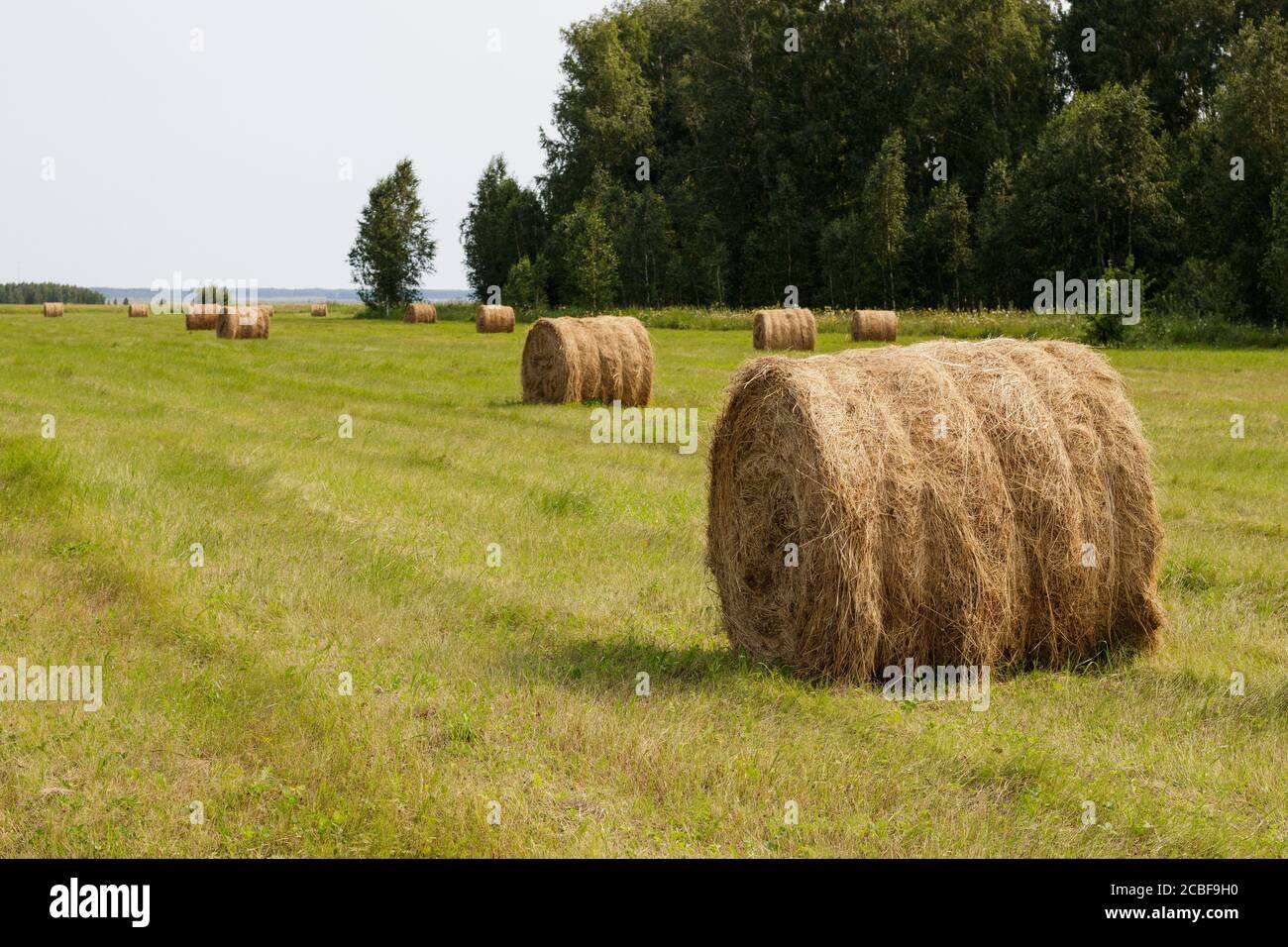 Rolled haystacks on an agricultural field. Landscape. Harvesting Stock ...