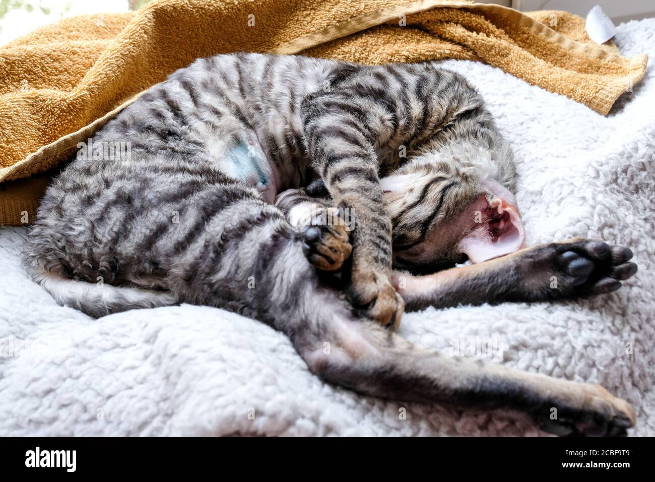 The cat is lying on its side, the suture on the abdomen from the ...