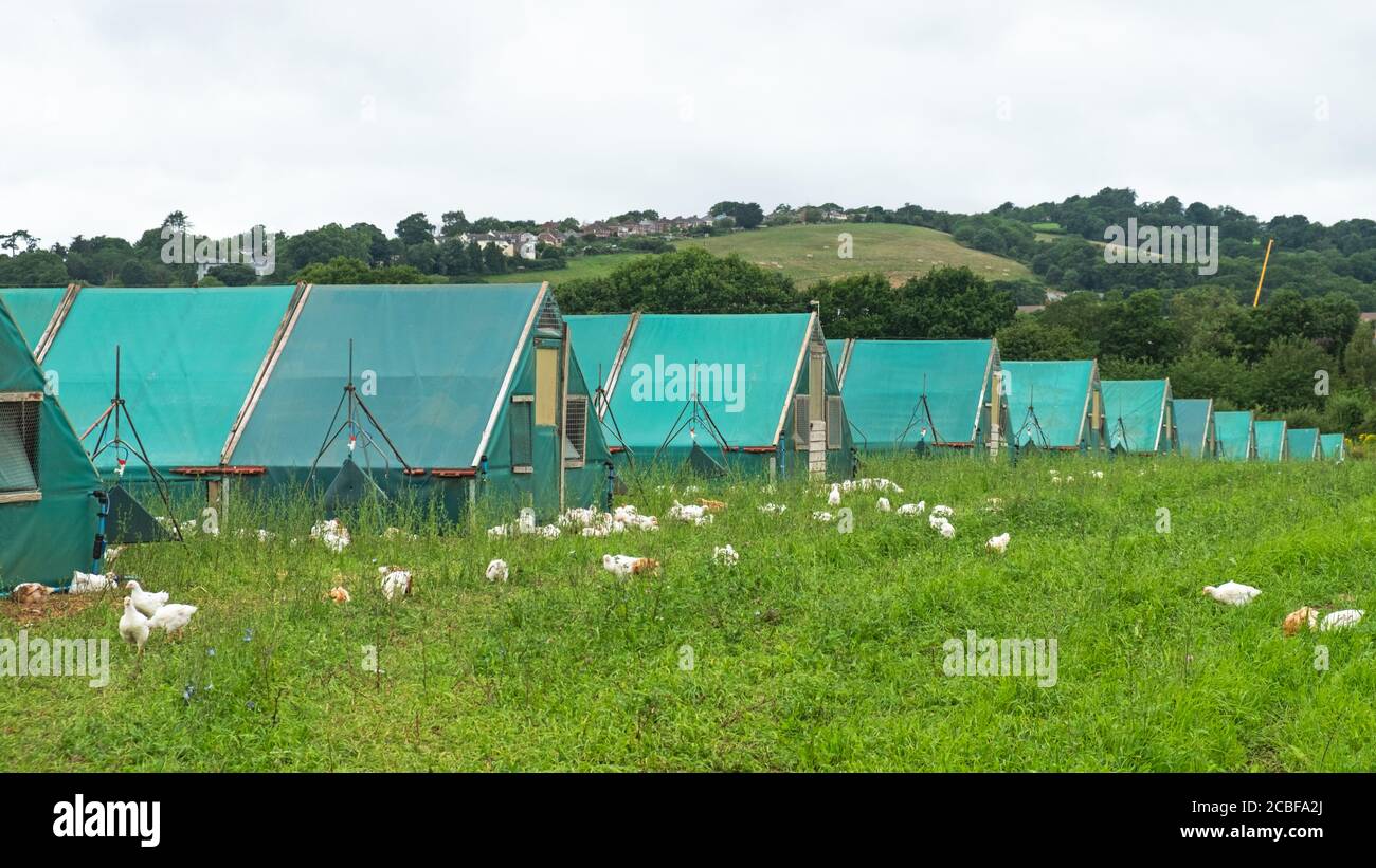 Rows of chicken shacks on a poultry farm in southern England Stock ...