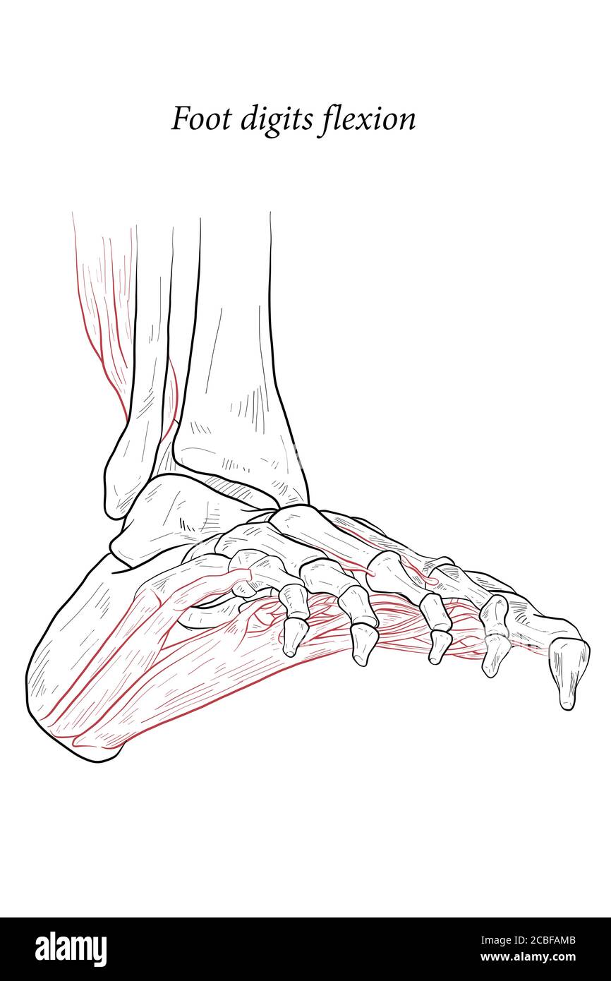 Medical illustration of Foot digits flexion muscles acting on the foot ...