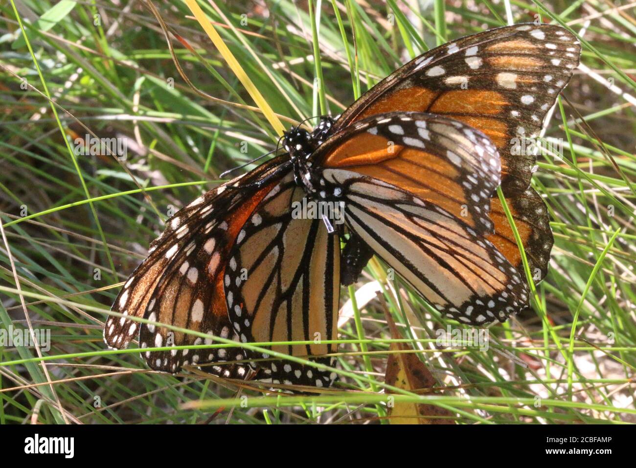 Monarch butterfly flapping wings on hi-res stock photography and images ...
