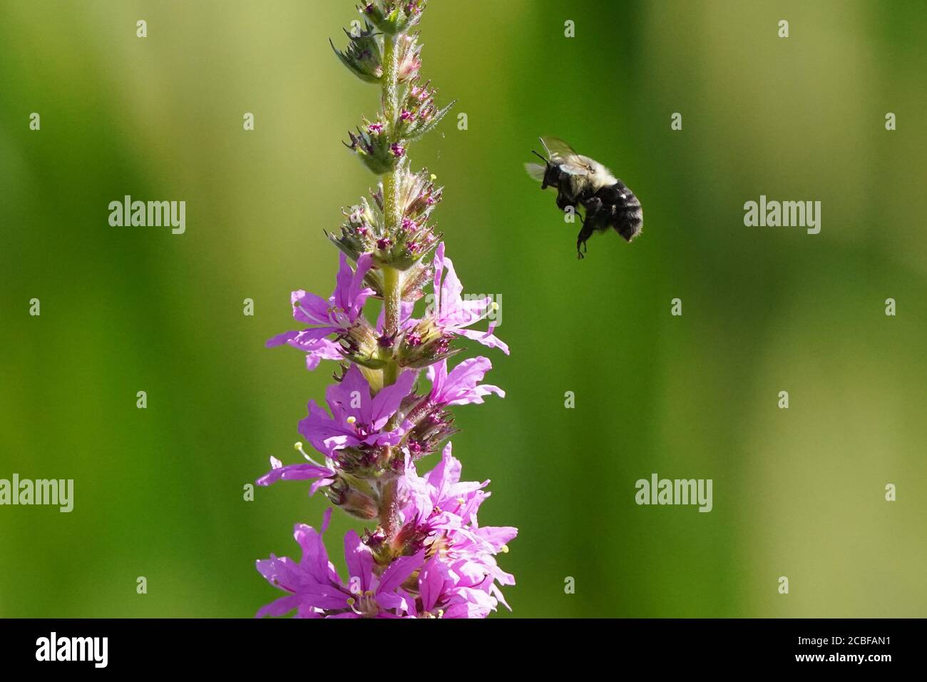 Bumblebee on Purple Loose strife Stock Photo - Alamy