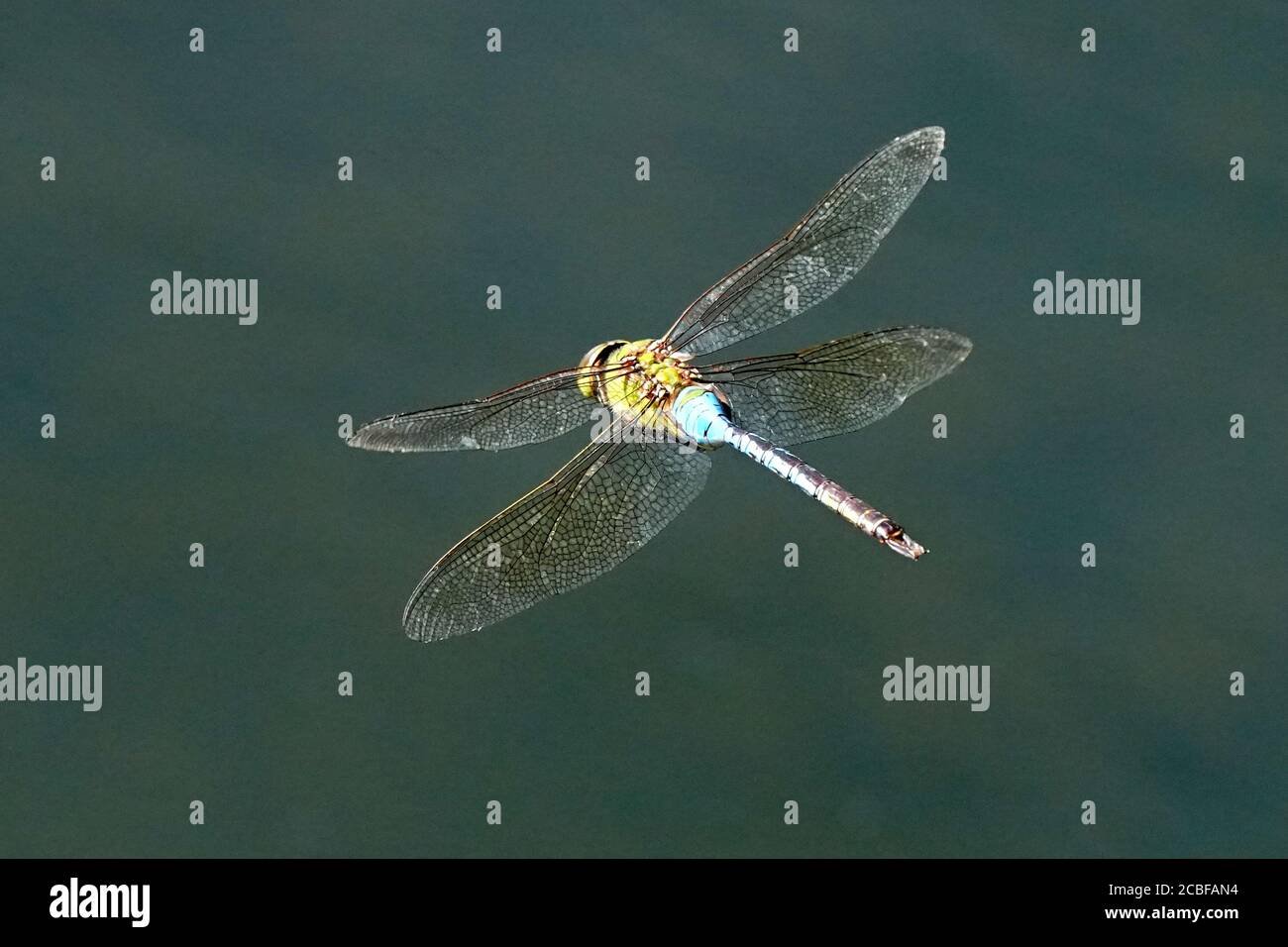 Dragonfly hovering with prey hi-res stock photography and images - Alamy