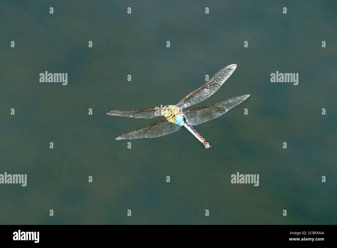 Green Darner Dragonfly in flight over marsh Stock Photo - Alamy