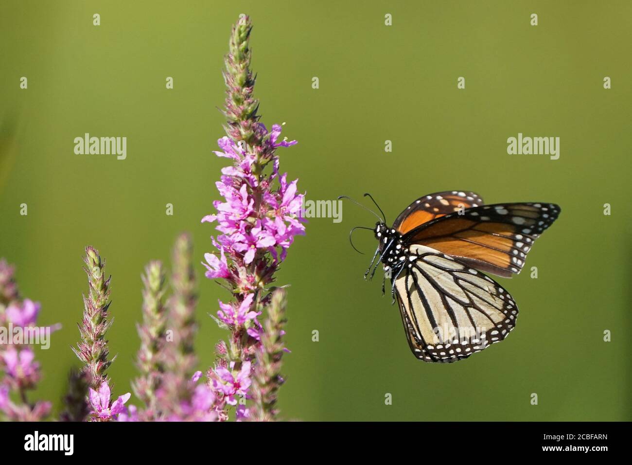 Flexible Life Cycle High Resolution Stock Photography and Images - Alamy