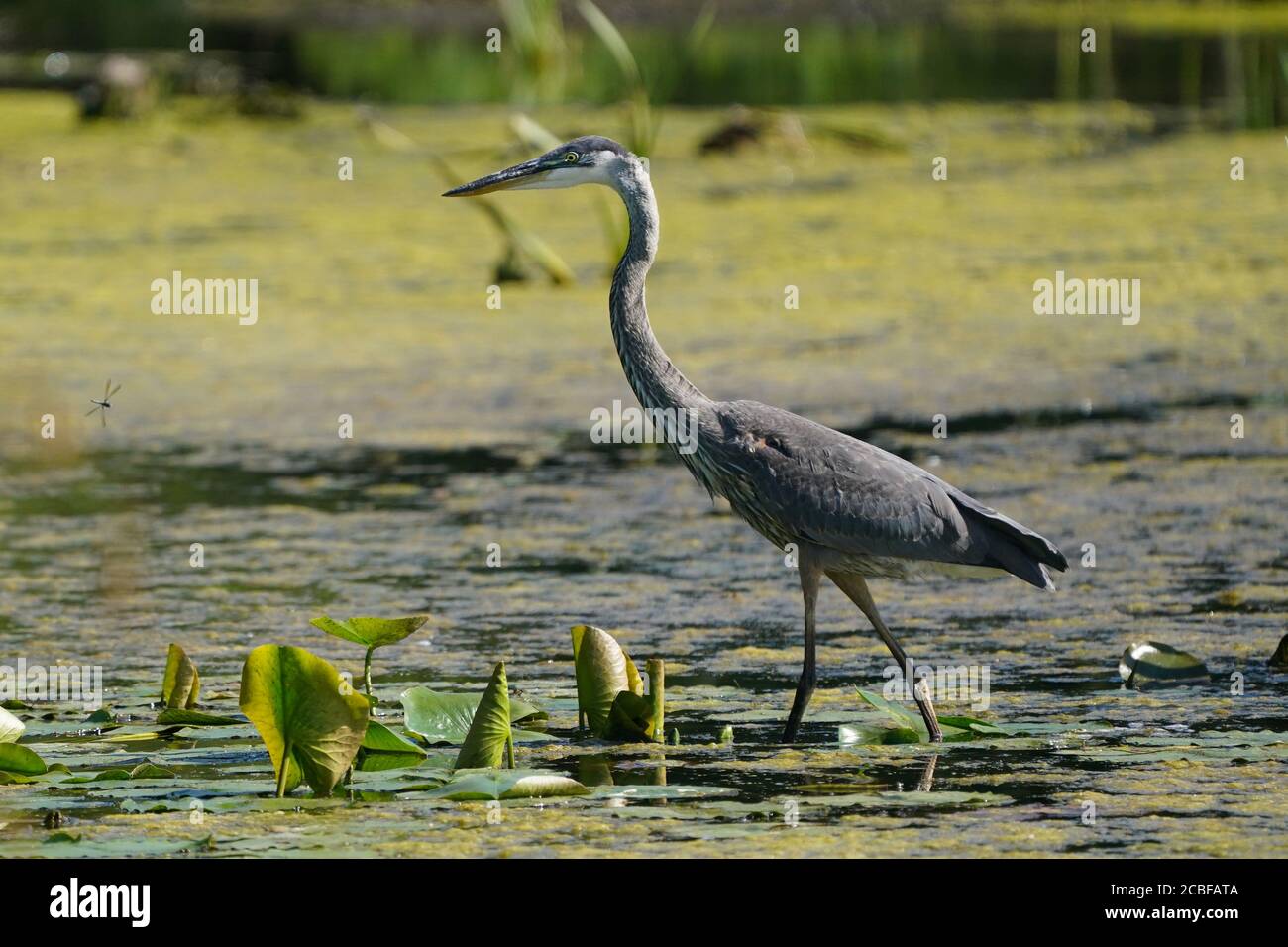 Water level low so herons can wade and feed hi-res stock photography ...