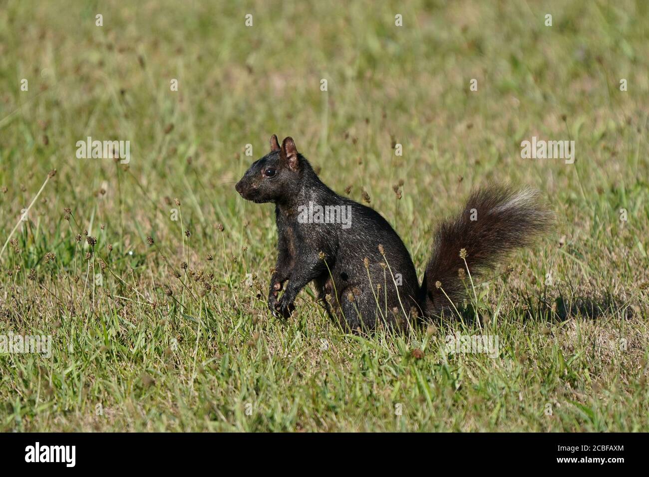Eastern Grey Squirrels in grass in summer Stock Photo - Alamy