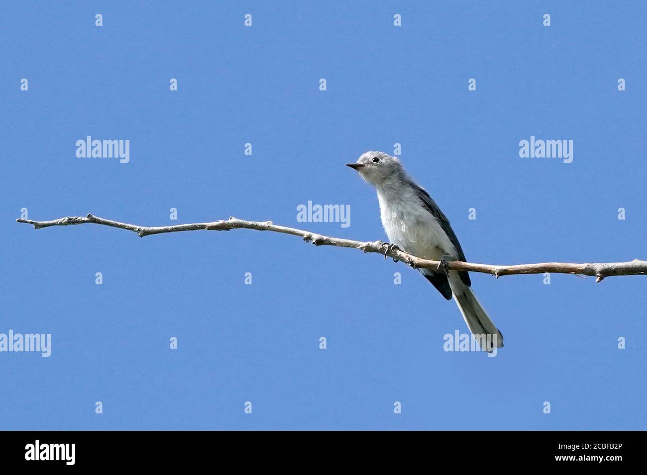 Great gnats head hi-res stock photography and images - Alamy