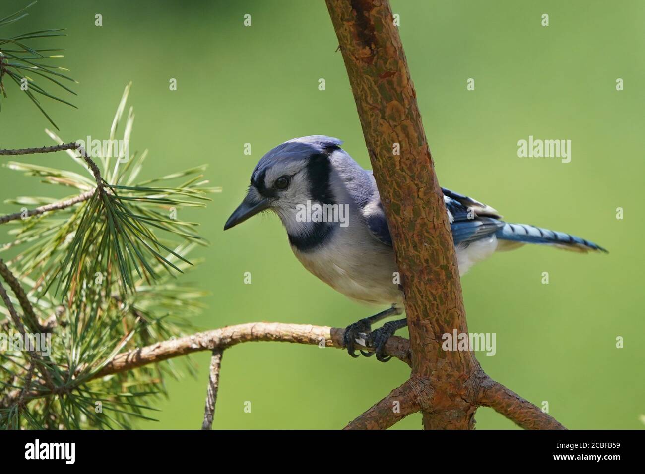 Blue Jays in forest in summer Stock Photo - Alamy
