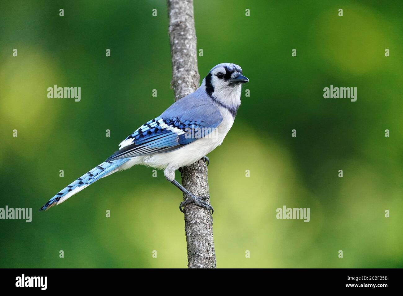 Blue Jays in forest in summer Stock Photo - Alamy