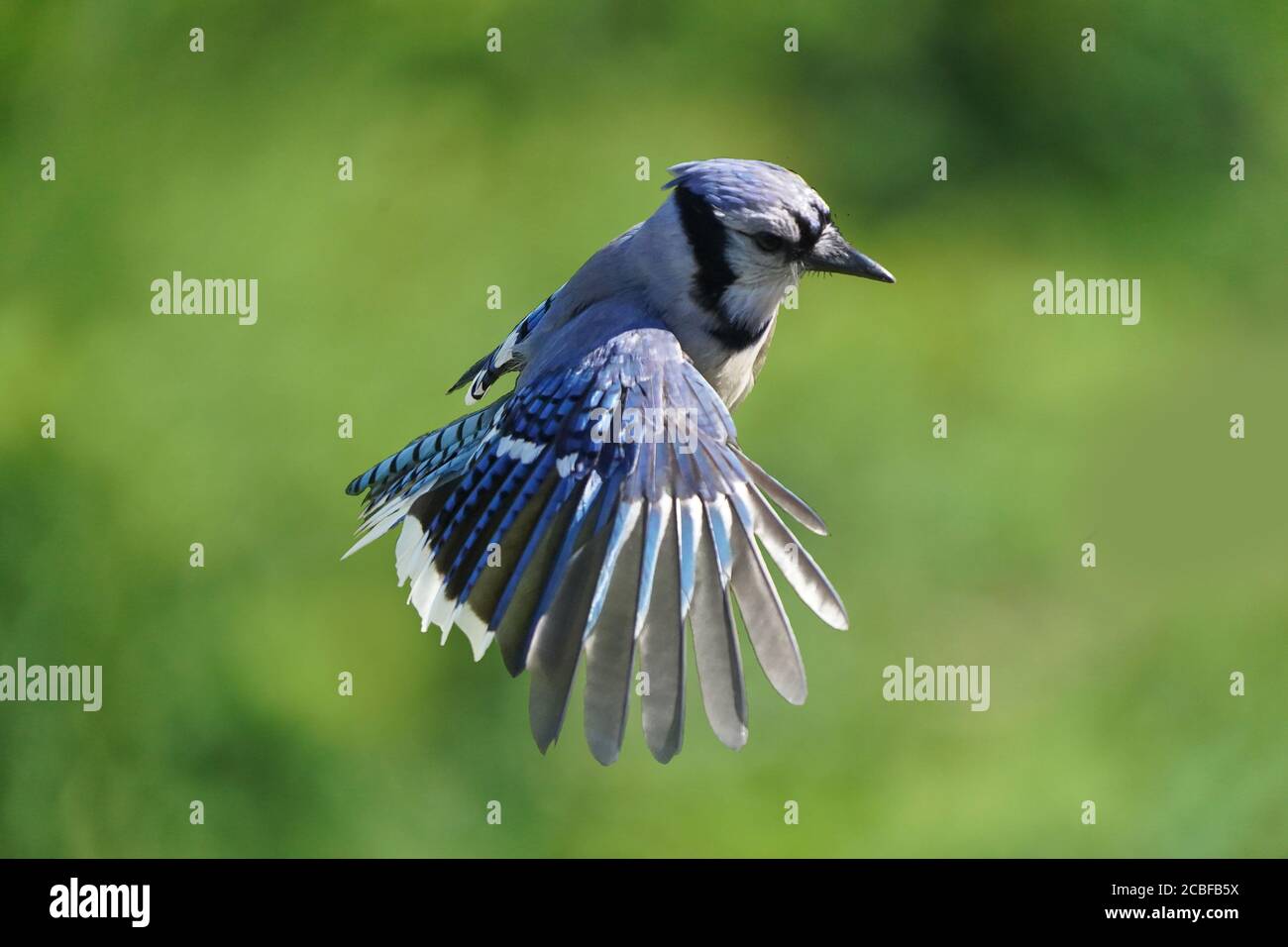 Blue Jays in forest in summer Stock Photo - Alamy