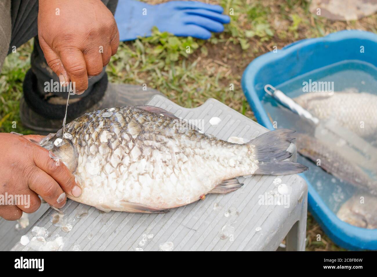 Fisherman cleans the scales of fresh river fish with a knife. Only hand ...