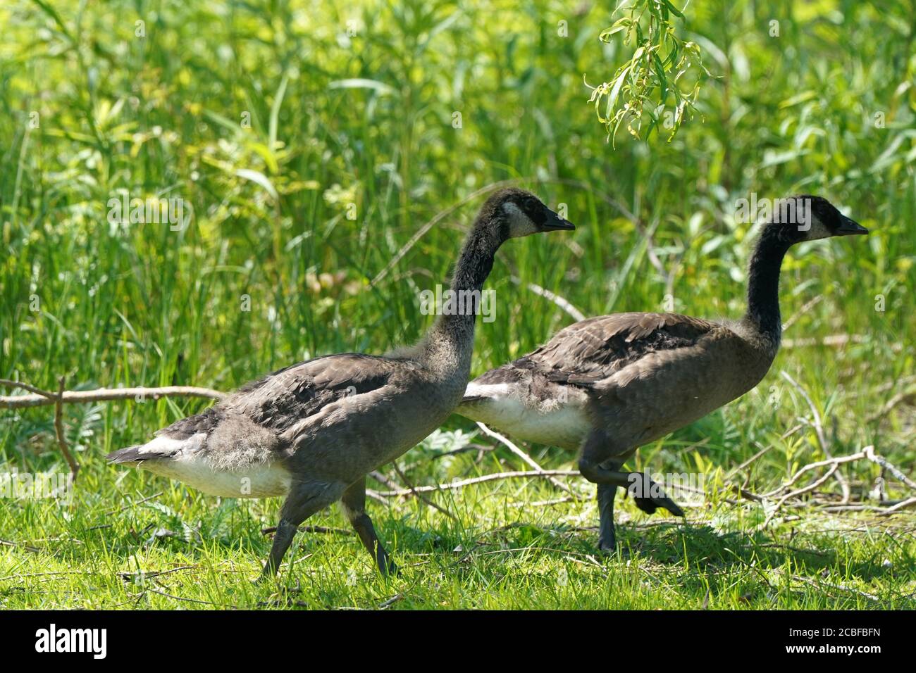 Canada Geese fledgelings with parents Stock Photo - Alamy