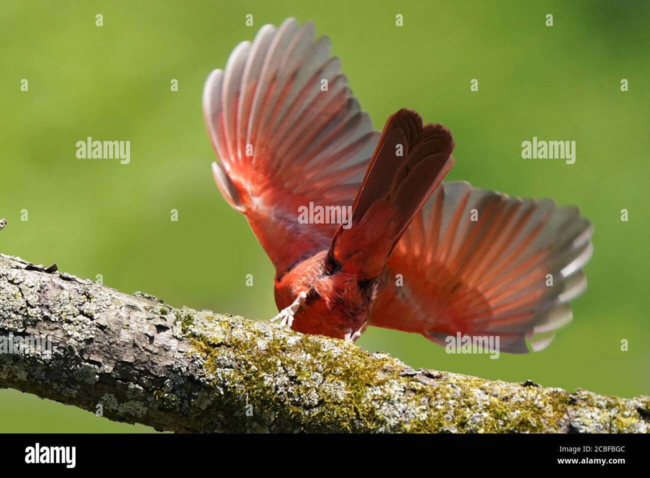 Northern Cardinal on branch and taking off Stock Photo - Alamy