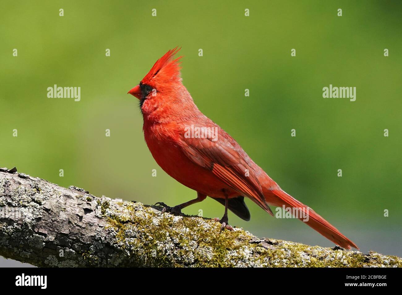 Northern Cardinal on branch and taking off Stock Photo - Alamy