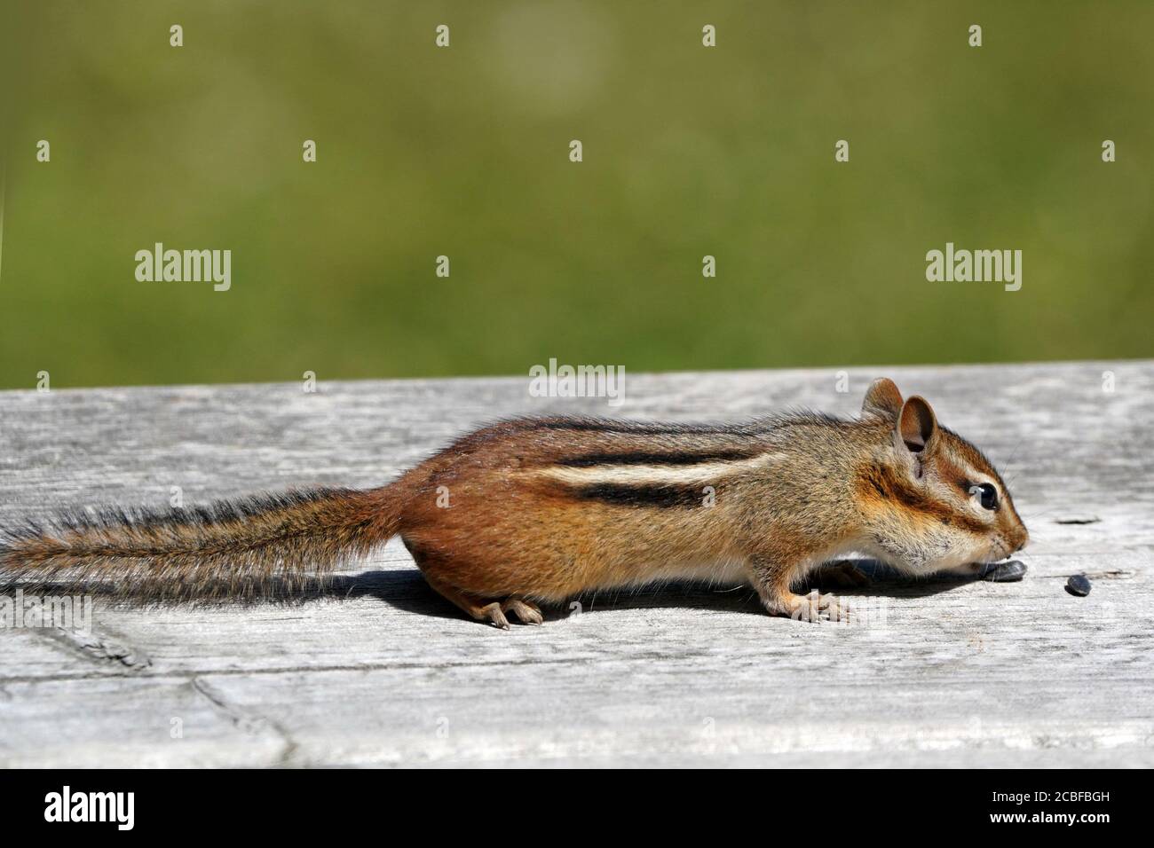 Chimpmunk feeding in backyard Stock Photo - Alamy