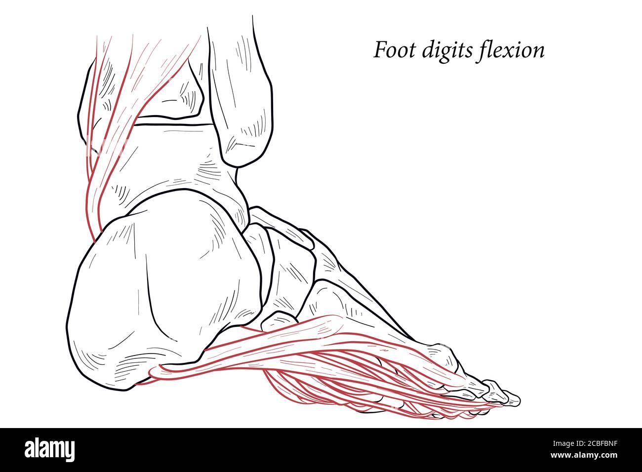 Medical illustration of Foot digits flexion muscles acting on the foot ...