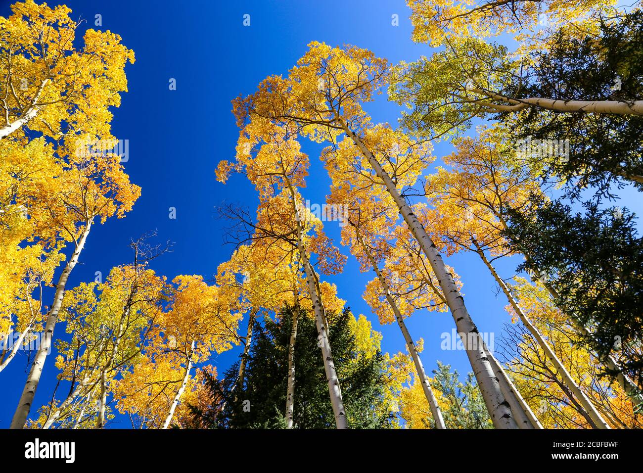 Aspen trees in a forest hi-res stock photography and images - Alamy