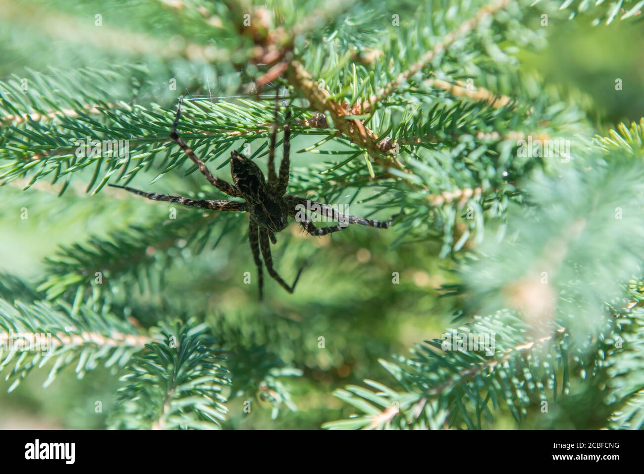 Close up of a big spider on the branch of a pine in the woodland ...