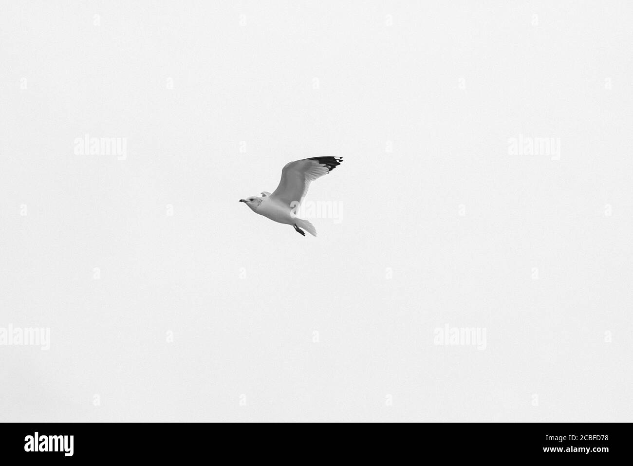 Seagull in sea landscape Black and White Stock Photos & Images - Alamy
