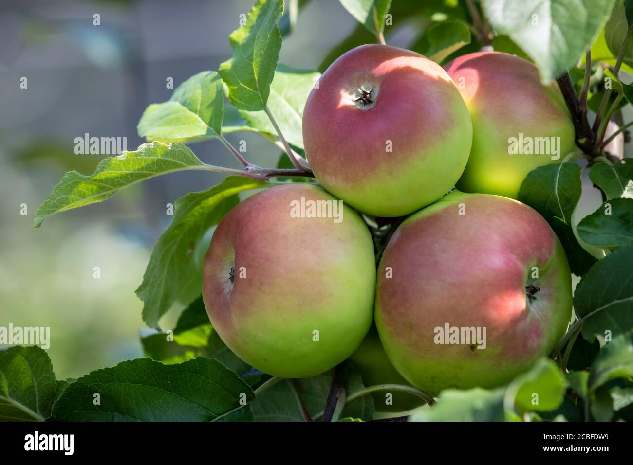 Styrian tree hi-res stock photography and images - Alamy
