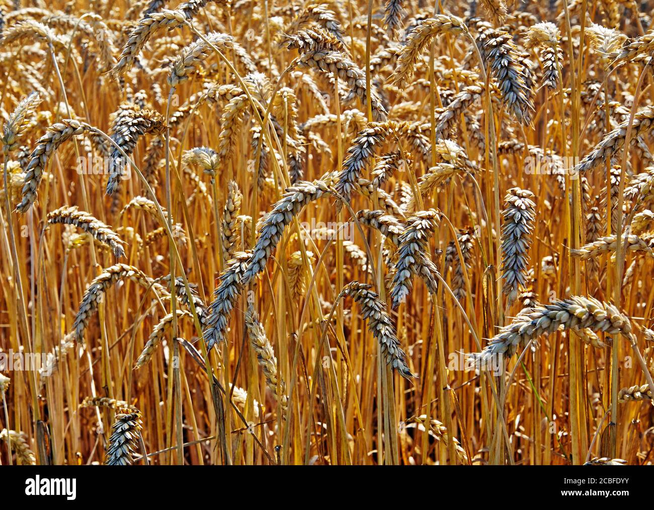Wheat field. Full frame close detail and selective focus on mature sun ...