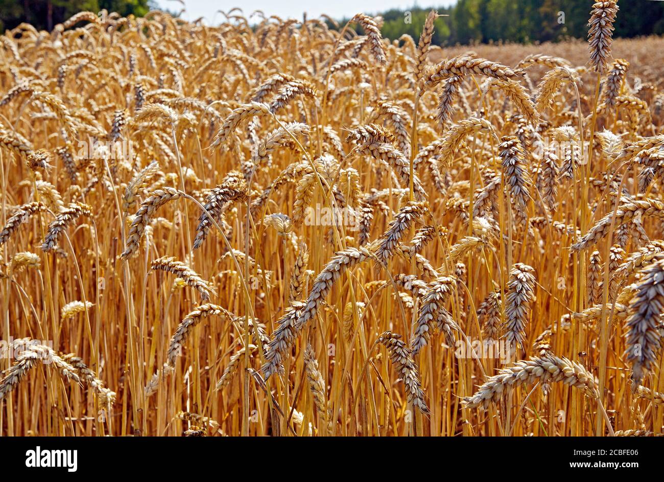 Wheat field. Full frame close detail and selective focus on mature sun ...