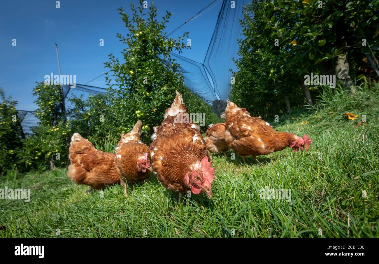 free-range chickens on an organic farm in styria,austria Stock Photo ...