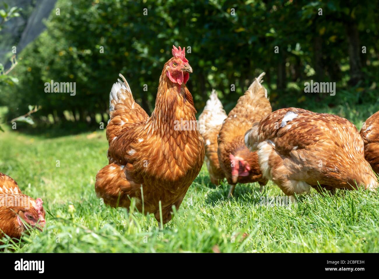 free-range chickens on an organic farm in styria,austria Stock Photo ...