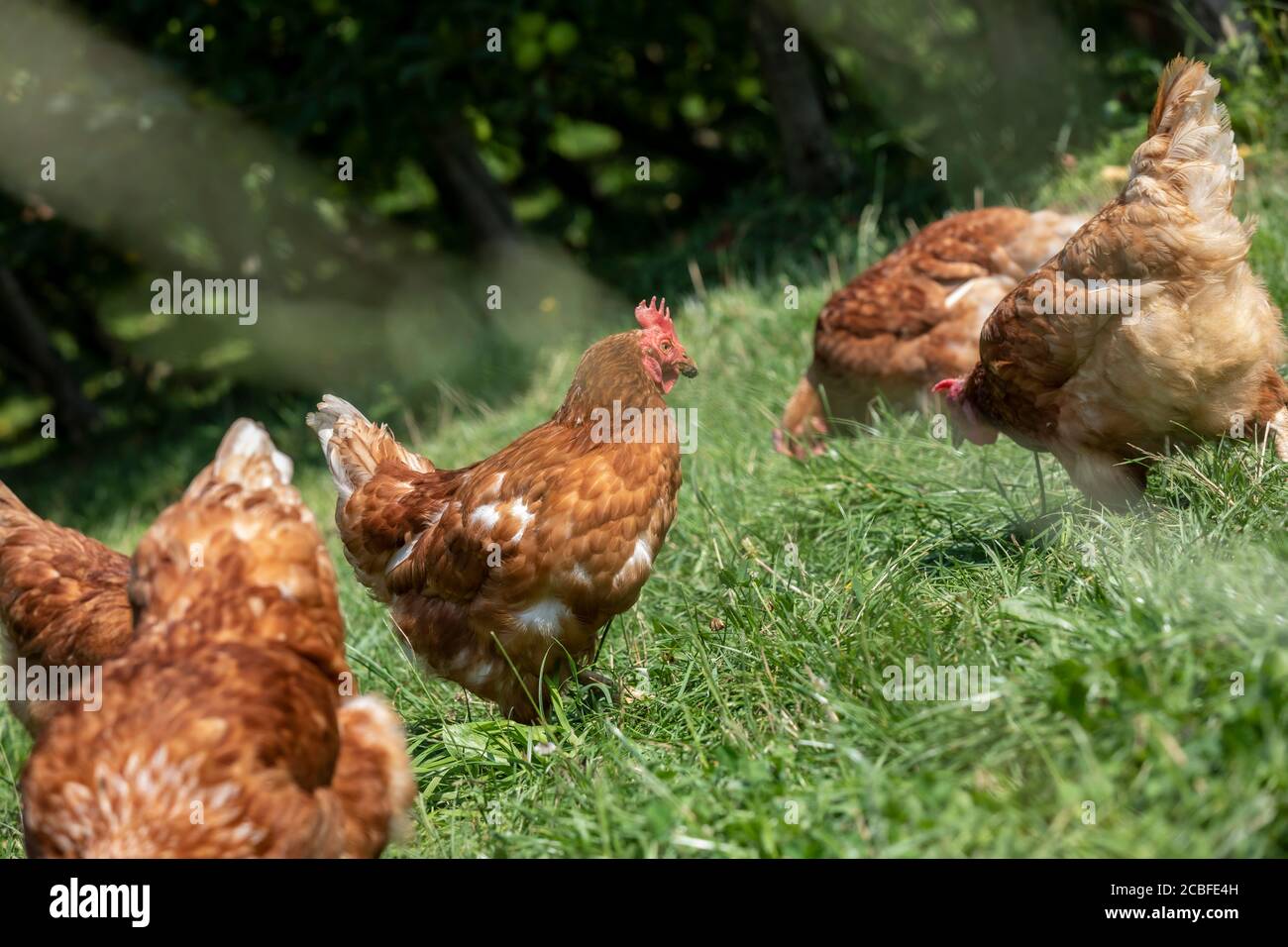 free-range chickens on an organic farm in styria,austria Stock Photo ...