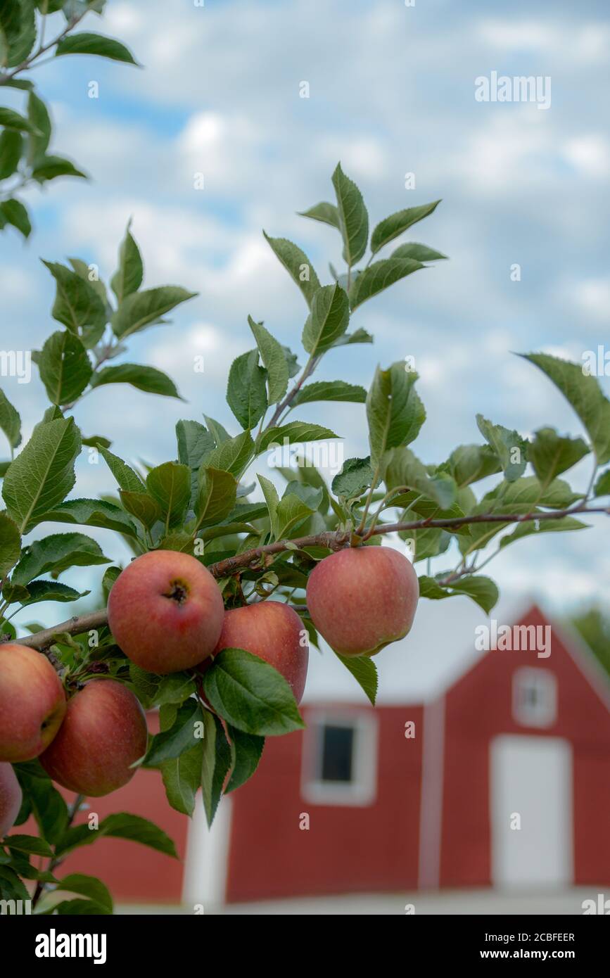 Produce bin hi-res stock photography and images - Alamy