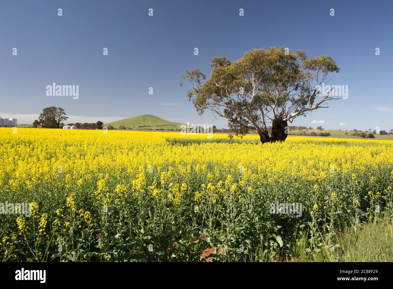 Canola crop in paddock hi-res stock photography and images - Alamy