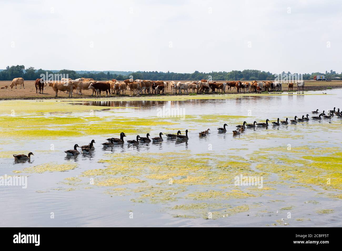 Dorney common hi-res stock photography and images - Alamy