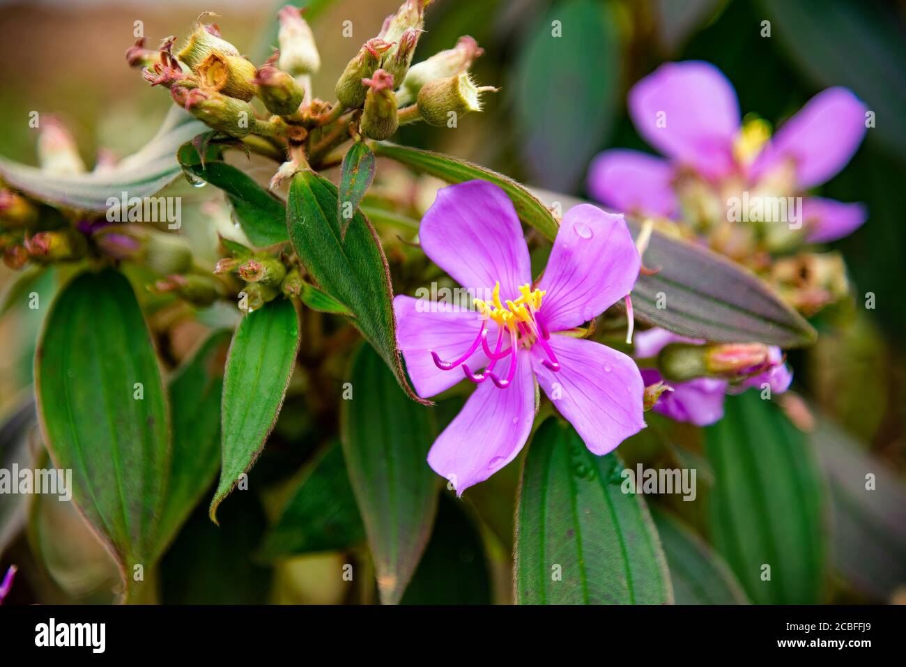 Rhodomyrtus tomentosa blooming in Sapa Vietnam Stock Photo - Alamy