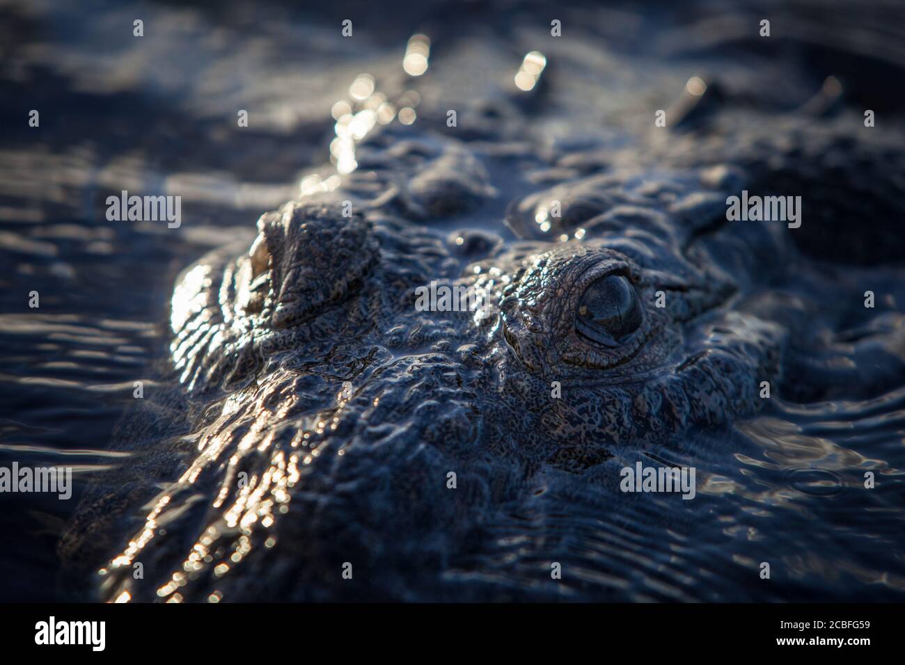 An American crocodile, Crocodylus acutus, lurks at the water's edge in ...