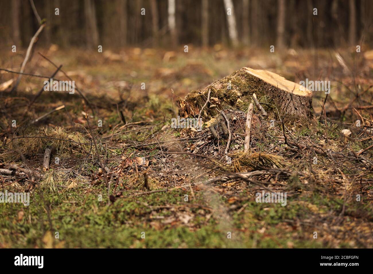 Selective felling hi-res stock photography and images - Alamy